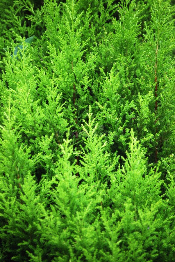 Scented pine stock photo. Image of plant, christmas, orange - 35893862