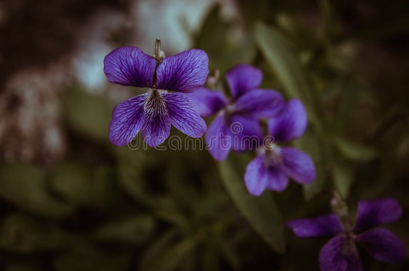 Scented Purple Viola Flower Stock Photo - Image of floral, bunch: 211087418