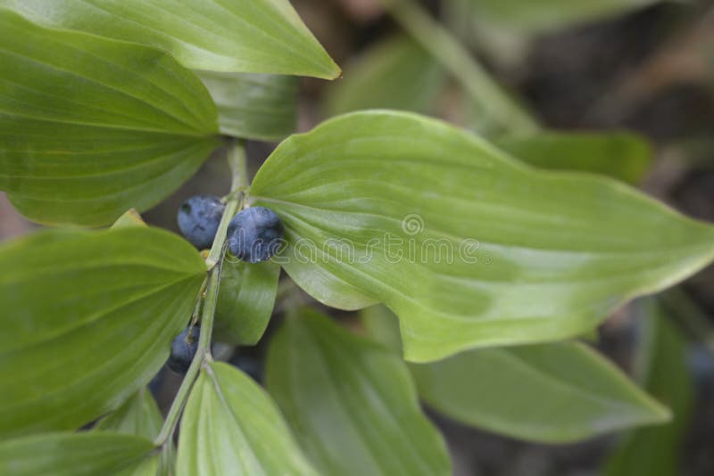Scented Solomons seal stock image. Image of outdoors - 259237567