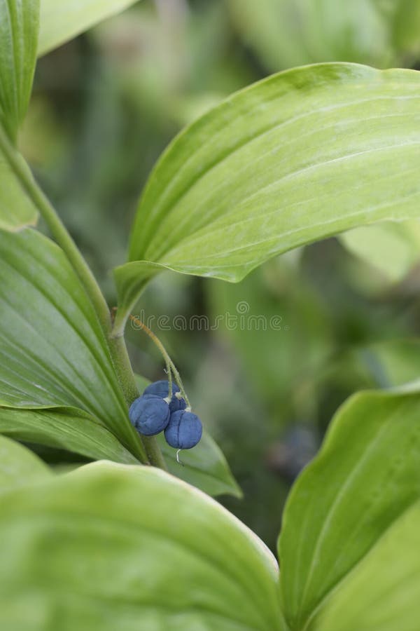 Scented Solomons seal stock image. Image of close, botany - 267140685