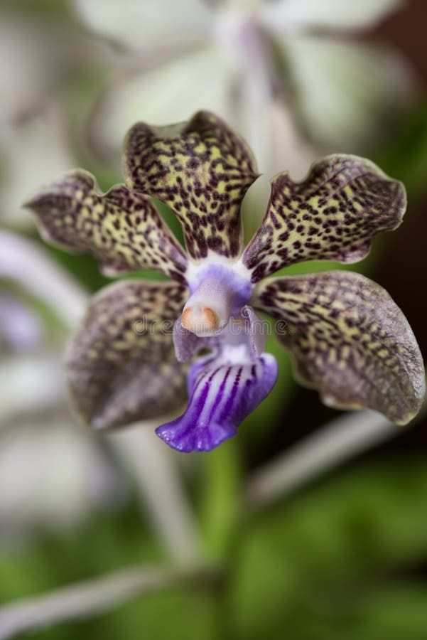 Scented Vanda Mimi Palmer Orchid Close Up Stock Image - Image of botany ...