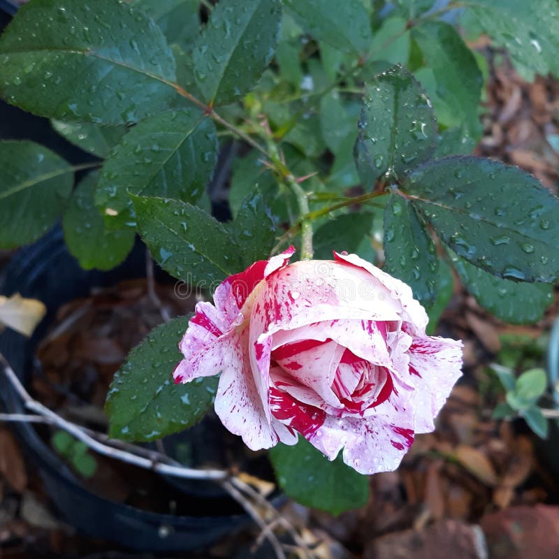 Scentimental Rose Stock Photos - Free & Royalty-Free Stock Photos from ...