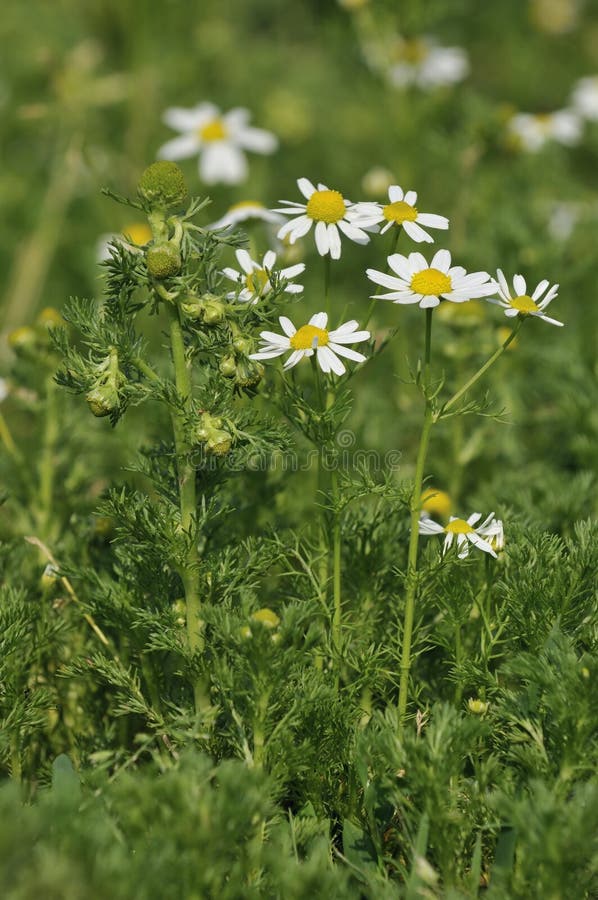 Plant Portrait Scentless Mayweed Stock Photos - Free & Royalty-Free ...