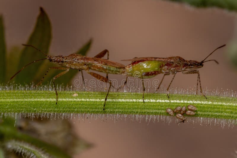 Scentless Plant Bug stock image. Image of leaf, fauna - 214662555
