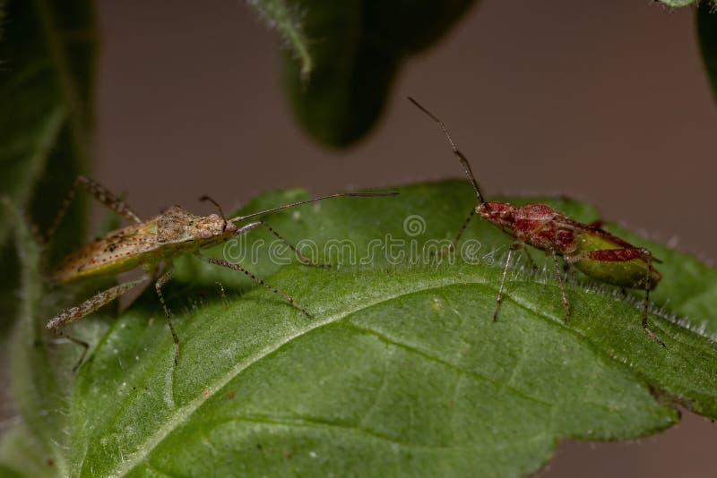 Scentless Plant Bug stock image. Image of arthropod - 214662591