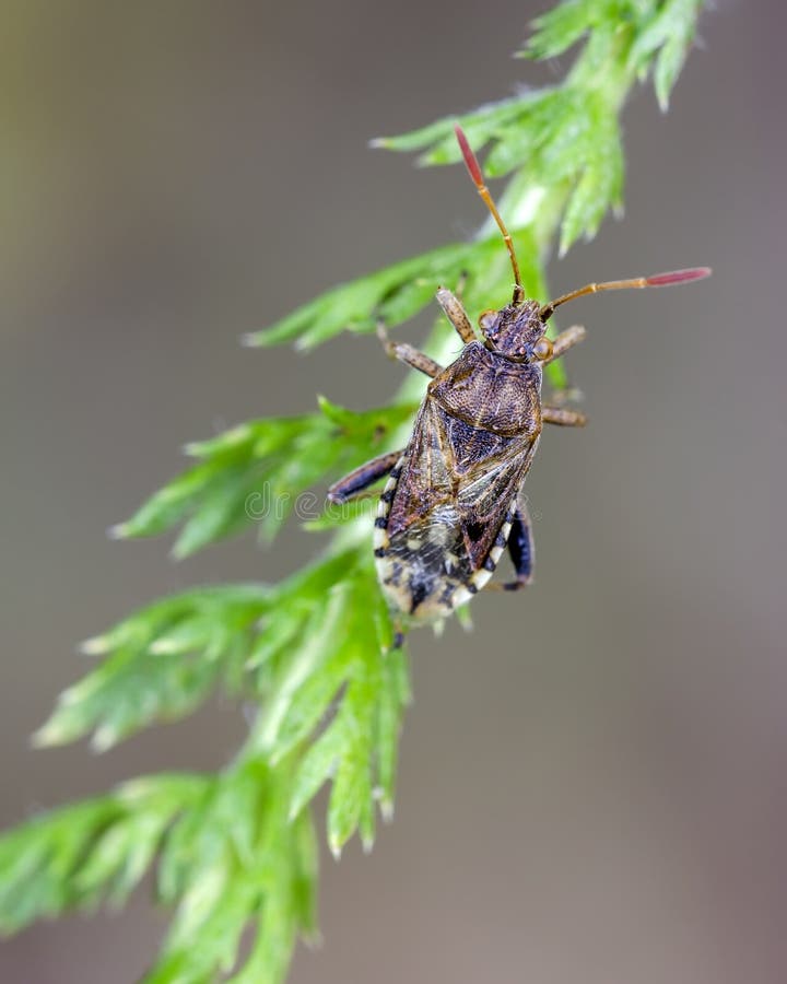 Scentless Plant Bug on Grass Stock Image - Image of stictopleurus, wild ...