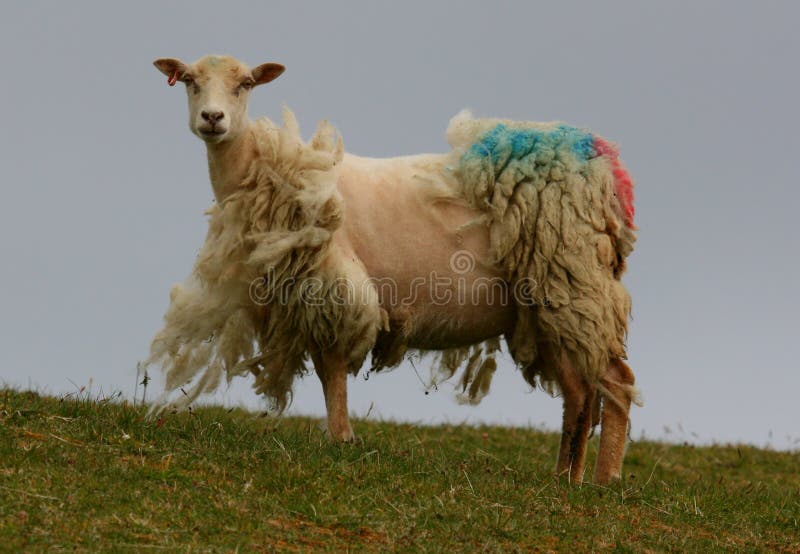 Schafe Mit Schäbigem Vlies Vielleicht Vergießen Oder Anderen Schaf ...
