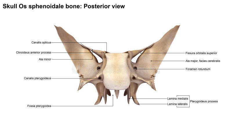 Schädel-OS-sphenoidale Knochen Stock Abbildung - Illustration von ...