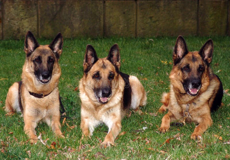 Schäferhunde 02 stockbild. Bild von hund, hunde, säugetier - 4109263