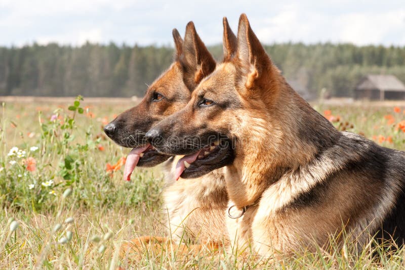 Schäferhunde stockbild. Bild von legen, säugetier, gescheit - 24922027