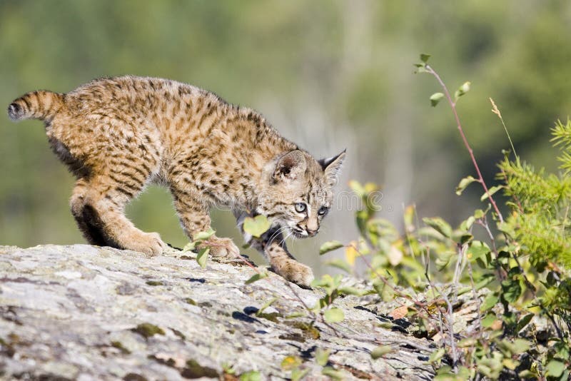 Baby-Rotluchs (Luchs Rufus) Sitzt Auf Dem Klotz, Der Nach Links Schaut ...