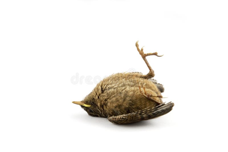 Baby-Spatz stockbild. Bild von spatz, baby - 102424409