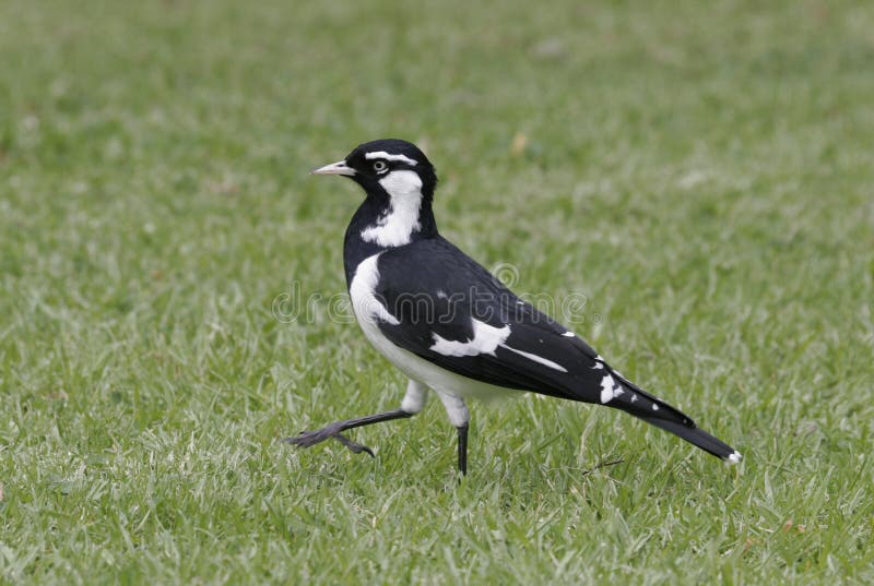 Baby-Elster stockbild. Bild von schlag, vogel, schätzchen - 49362435