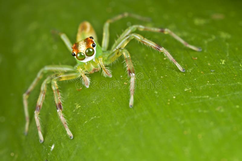 Schöne Augen, Die Spinne Springen Stockbild - Bild von garten ...