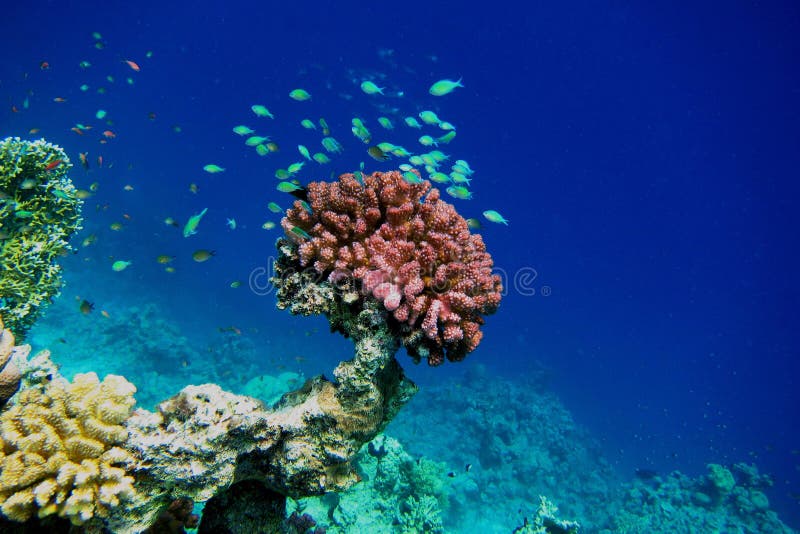 Einzelne Koralle stockfoto. Bild von koralle, karibisch - 28983936