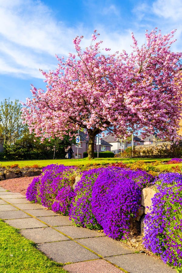 Schöner Japanischer Kirschbaum in Voller Blüte Stockbild - Bild von ...