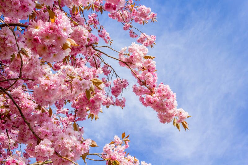 Schöner Japanischer Kirschbaum in Voller Blüte Stockbild - Bild von ...