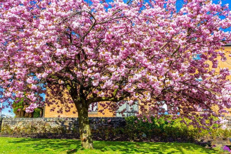 Schöner Japanischer Kirschbaum in Voller Blüte Stockbild - Bild von ...