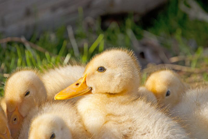 Drei junge Enten stockbild. Bild von kind, jung, hell - 9279037