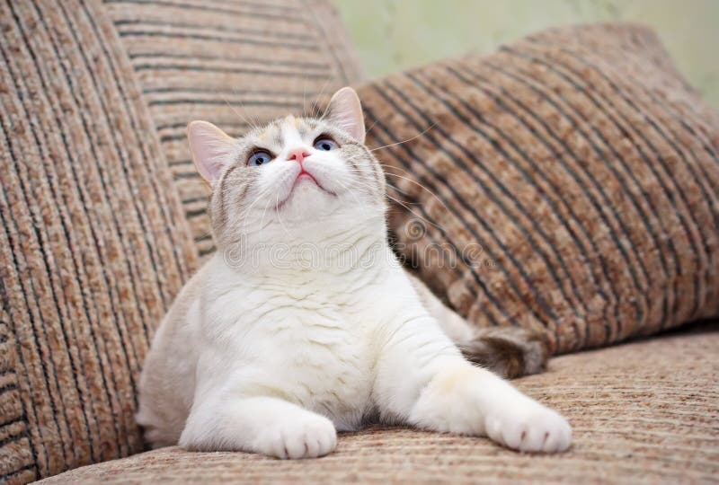 Wunderschöne Katze, Die Auf Dem Sofa Liegt Stockbild - Bild von haar ...