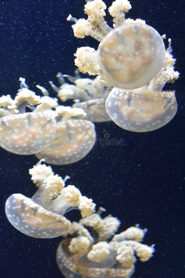 Kleine Quallen Im Meer Stock-Fotos - Laden Sie 132 Royalty-Free Fotos ...