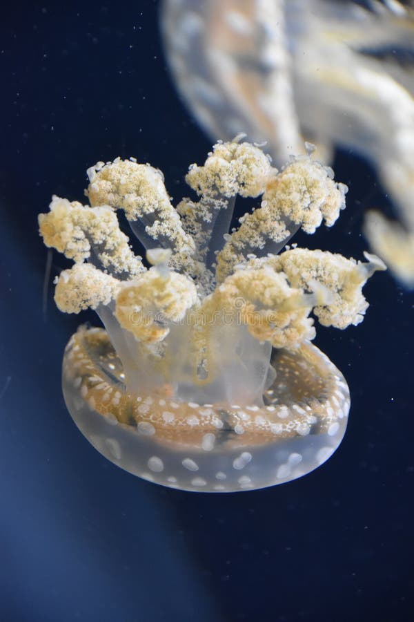 Kleine Quallen Im Meer Stock-Fotos - Laden Sie 132 Royalty-Free Fotos ...