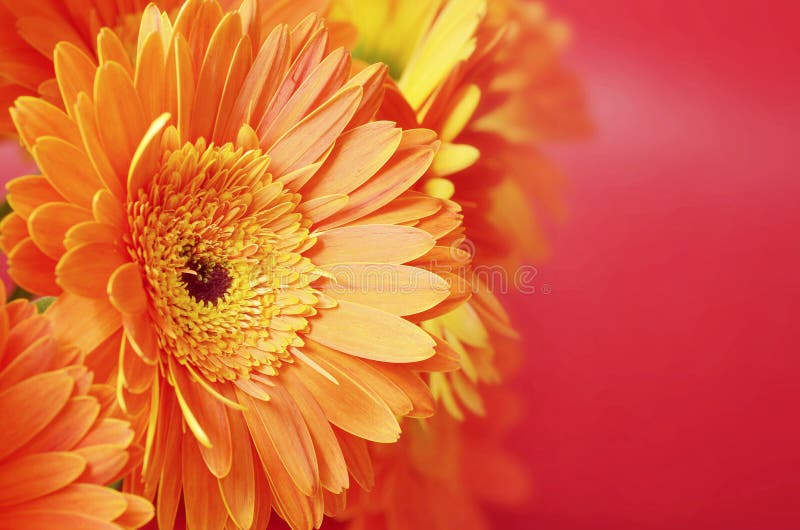 Orange Blumen Von Kalanchoe Blossfeldiana Stockbild - Bild von ...