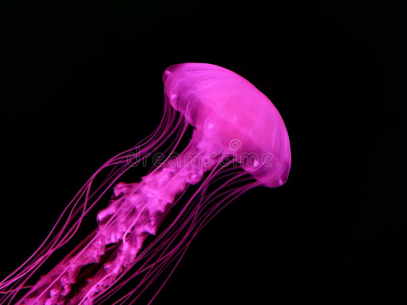 Arktische Quallen stockbild. Bild von alaska, schmerzlich - 22951625