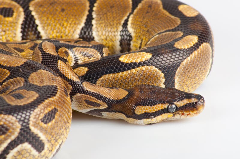 Schöne Starke Pythonschlange Stockfoto - Bild von gelb, muster: 24131760