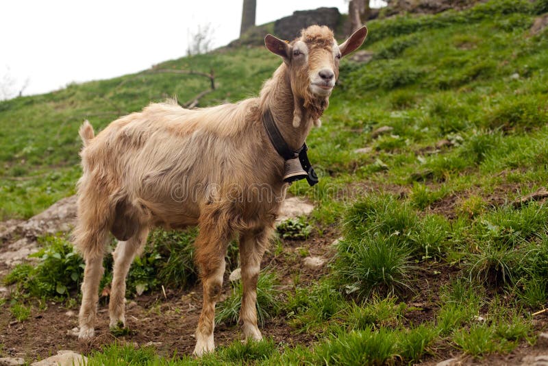 Schöne Ziege In Der Schweizer Landschaft Stockbild - Bild von ...
