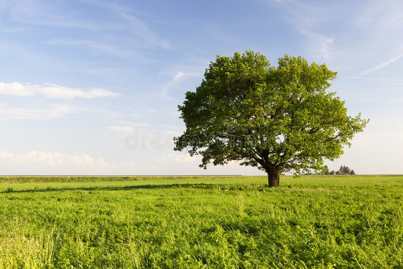 Schöner Eichenbaum stockbild. Bild von blau, hügel, rasen - 121607241
