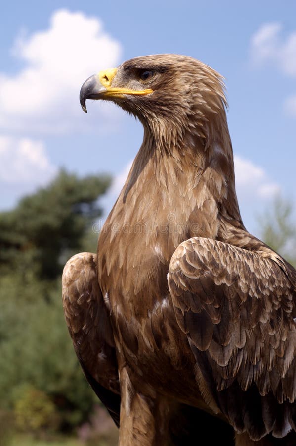 Adler stockbild. Bild von tier, geschöpf, sonderkommando - 1180685