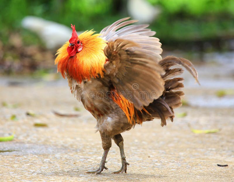 Schöner Hahn Mit Roten Federn Und Grünem Endstück Stockbild - Bild von ...
