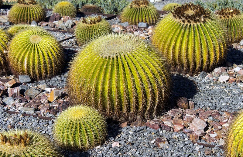 Kaktus Im Balboapark San Diego California. Stockfoto - Bild von balboa ...