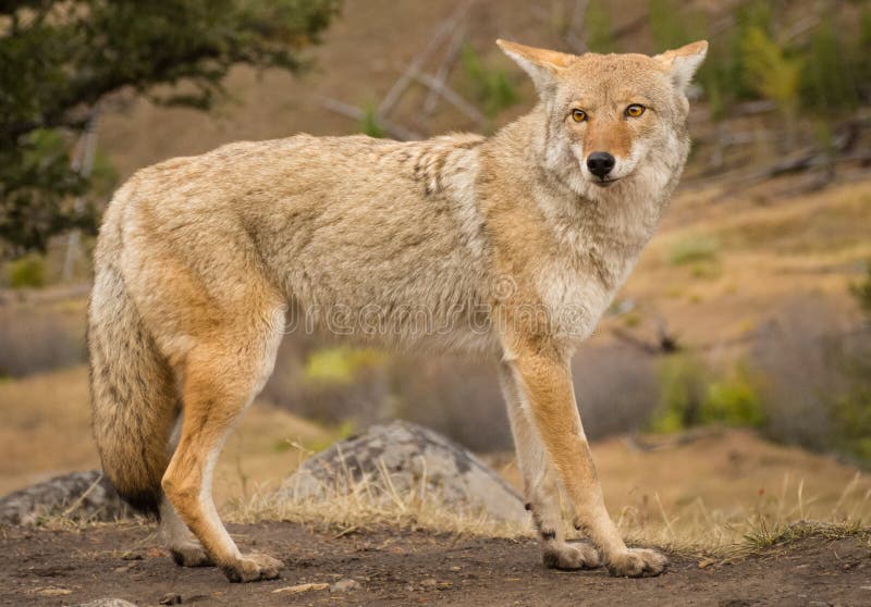 Kojote Canis Latrans Yellowstone Nationalpark Stockbild - Bild von hund ...