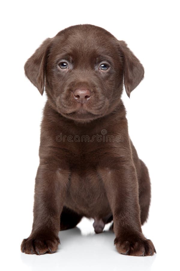 Schöner Labrador-Welpe Auf Weißem Hintergrund Stockfoto - Bild von hund ...