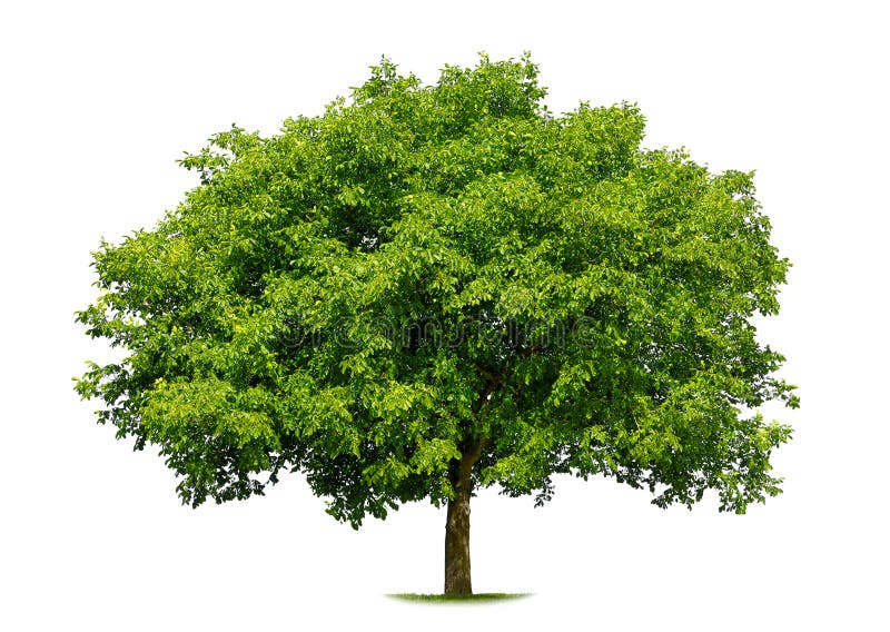 Schöner Laubbaum auf Weiß stockbild. Bild von leben, laubwechselnd ...