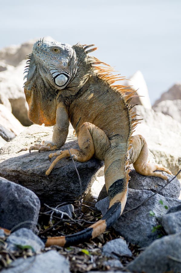 Leguan, der Zunge zeigt stockbild. Bild von dinosaurier - 79985697