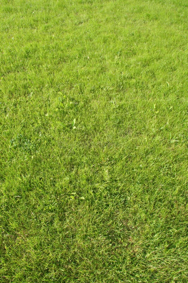Rasen stockfoto. Bild von szene, feld, ansicht, wolke - 5510826