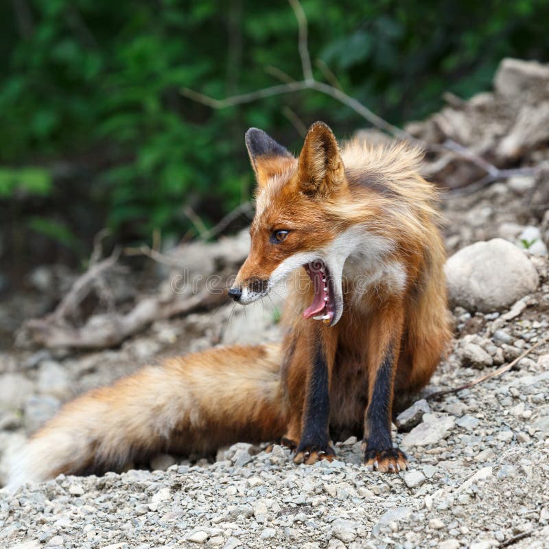 Schöner Roter Fuchs Mit Offenem Mund Stockfoto - Bild von chordate ...