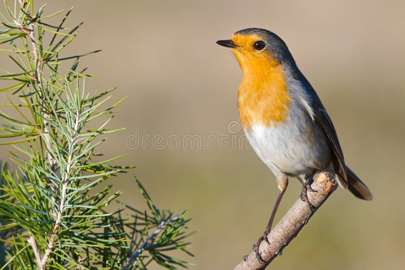 Schöner roter Vogel stockbild. Bild von schnabel, segelflugzeug - 3383811