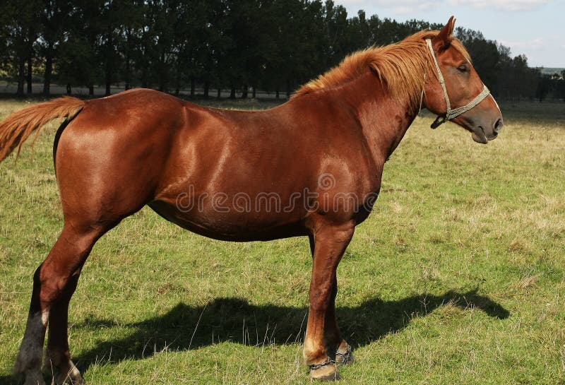 Schönes braunes Pferd stockbild. Bild von liebe, pferde - 16318565
