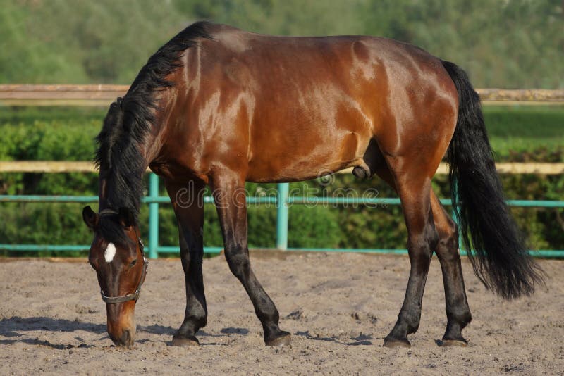 Schönes Braunes Pferd in Der Koppel Stockfoto - Bild von schönheit ...