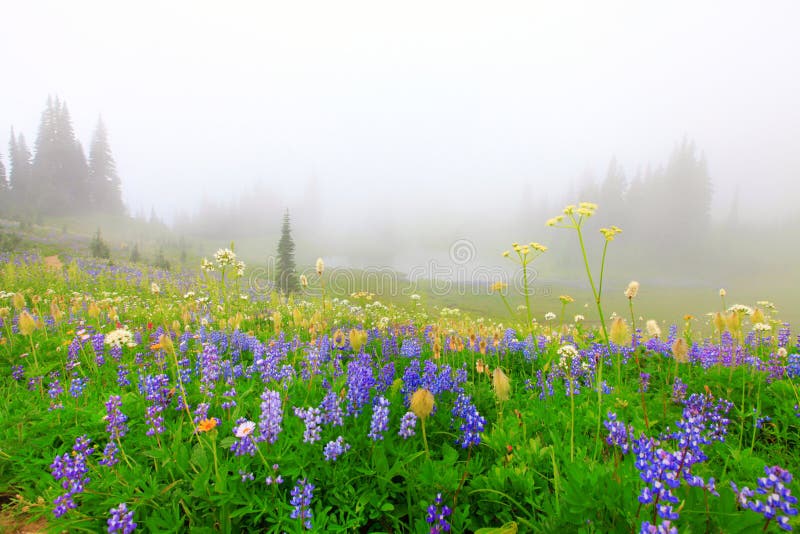 Schönes Feld Der Wilden Blumen Mit See Stockfoto - Bild von blau, bäume ...