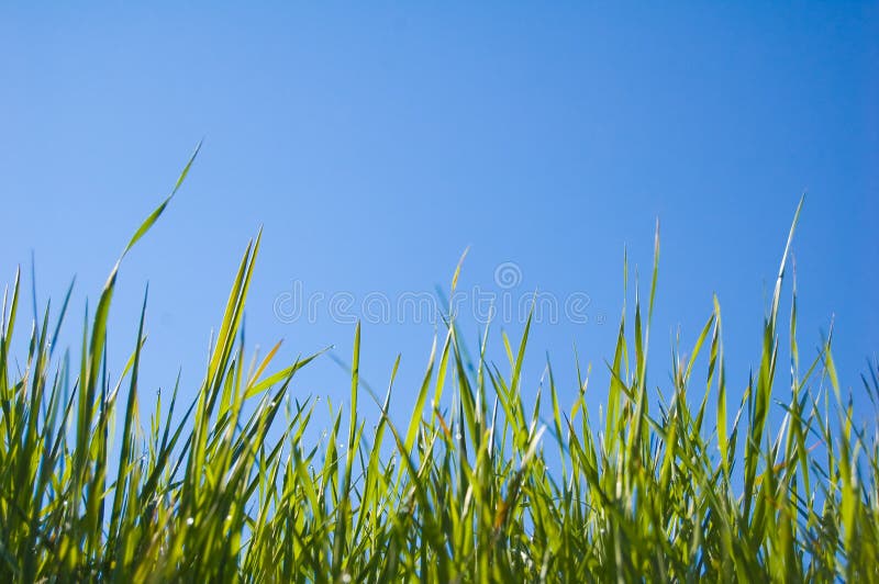 Himmel durch das Gras stockfoto. Bild von schön, grün - 20397952