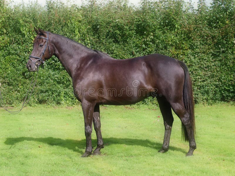 Schönes stehendes Pferd stockbild. Bild von pony, pferd - 28582865