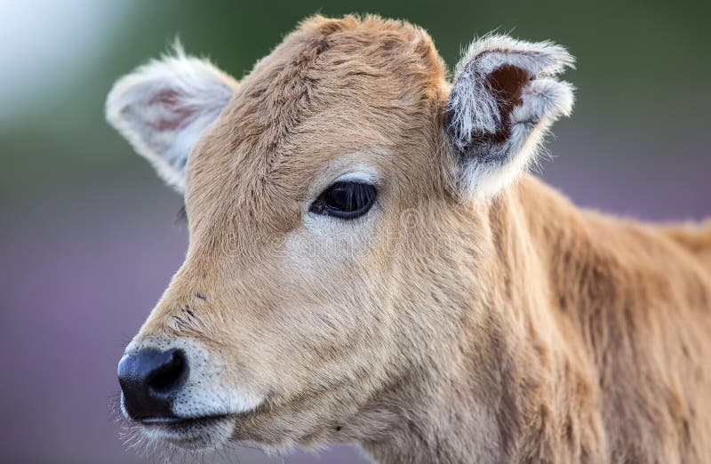 Kalb Stockfotos und Bilder - Laden Sie 63,133 lizenzfreie Fotos herunter