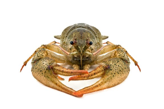 Schaaldier stock foto. Image of achtergrond, zeevruchten - 12171412