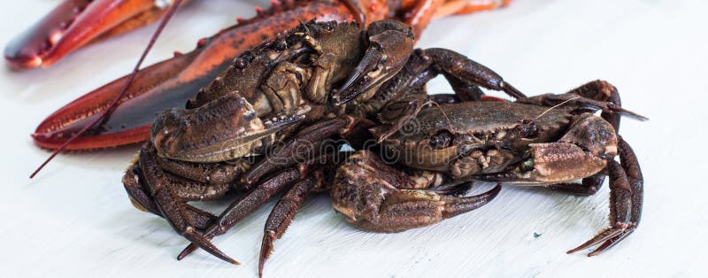 Schaaldier stock foto. Image of krab, keuken, dier, oceaan - 50851782