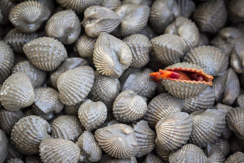Oesters stock afbeelding. Image of schelp, schaaldieren - 12223069